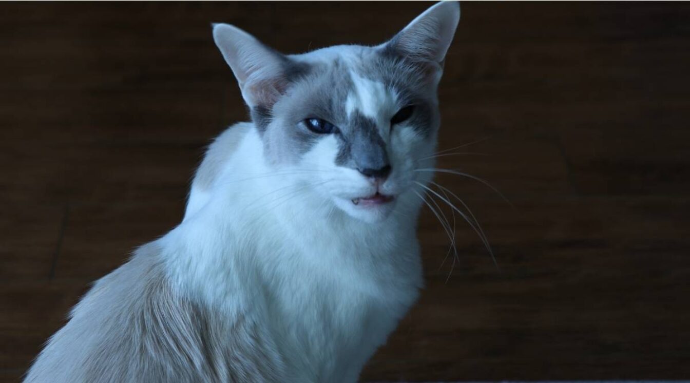 Oriental Longhair Cat Breed Profile: Care, Traits, Facts & More - Love ...