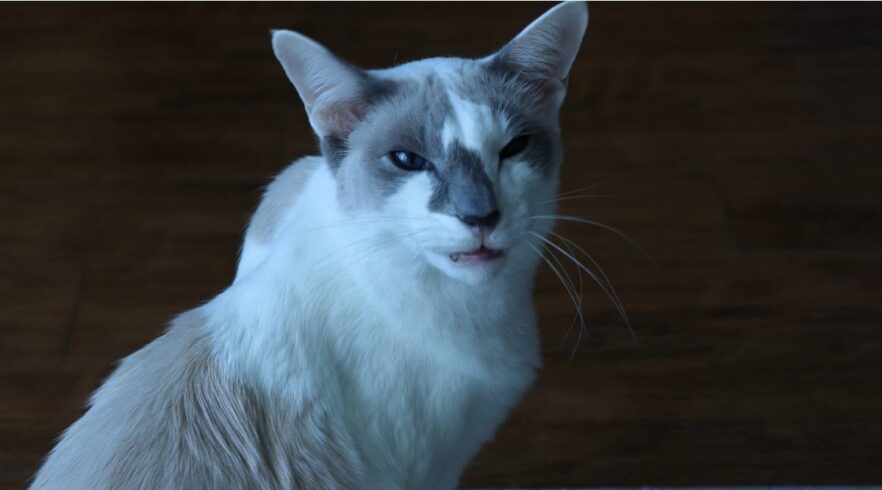 Oriental Longhair Cat Breed Profile: Care, Traits, Facts & More - Love ...
