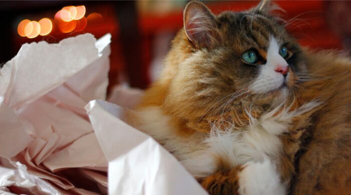 These 11 Calm Cat Breeds Are Winning at Life & Doing Absolutely Nothing ...