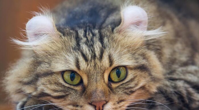 Cats With Round Ears - Love Your Cat