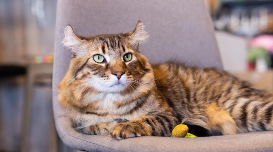 Cats With Round Ears - Love Your Cat