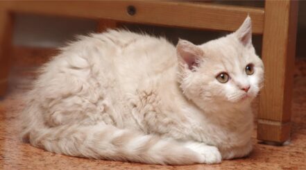 5 Curly-Haired Cat Breeds That Look Like They Just Left the Hair Salon ...