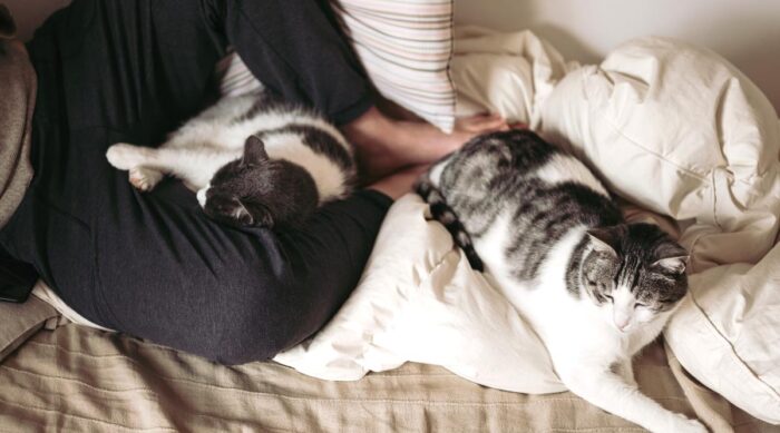 10 Signs Your Cat Has Imprinted On You - Love Your Cat