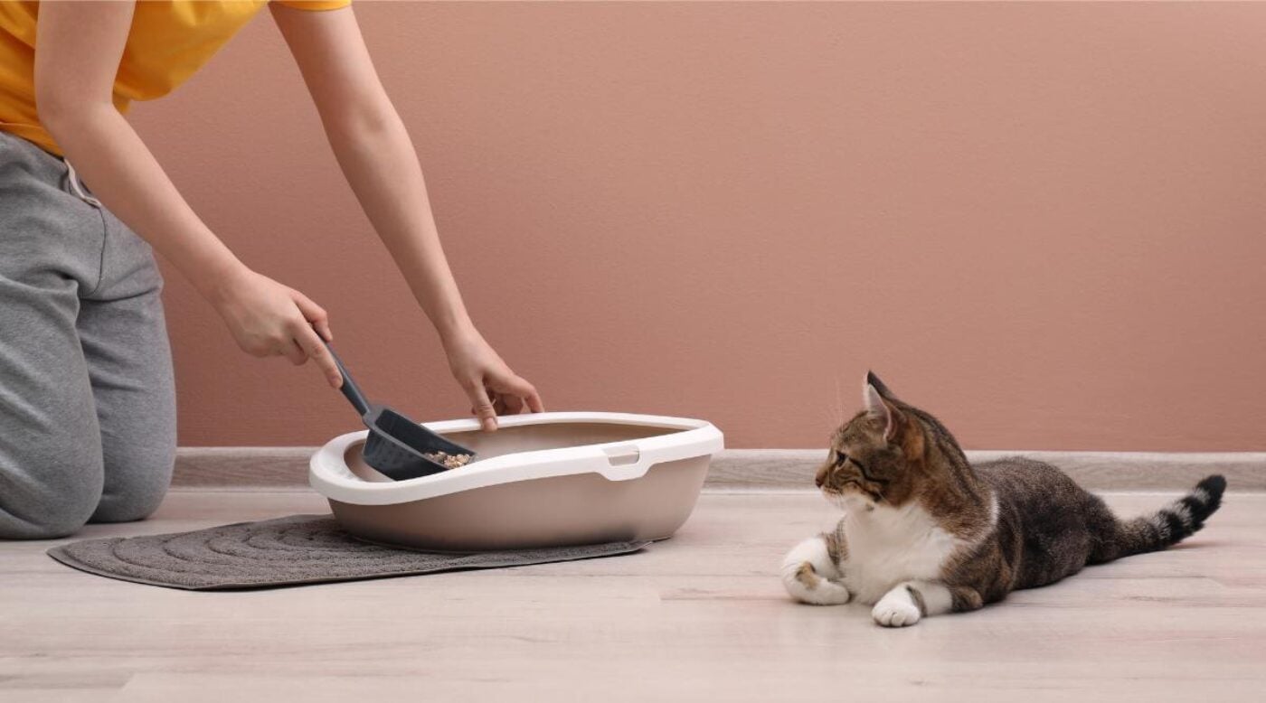 How Often to Change Cat Litter: The Only Schedule You’ll Ever Need ...