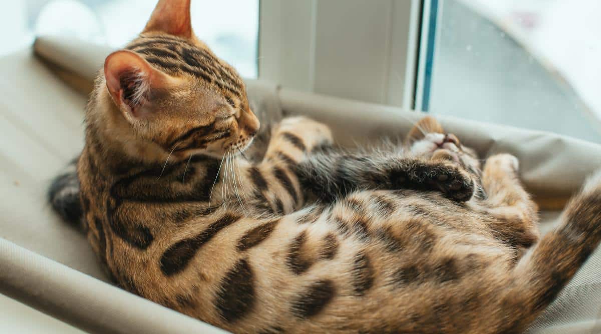 Bengal Cat Lifespan: How Long Do Bengals Live? - Love Your Cat