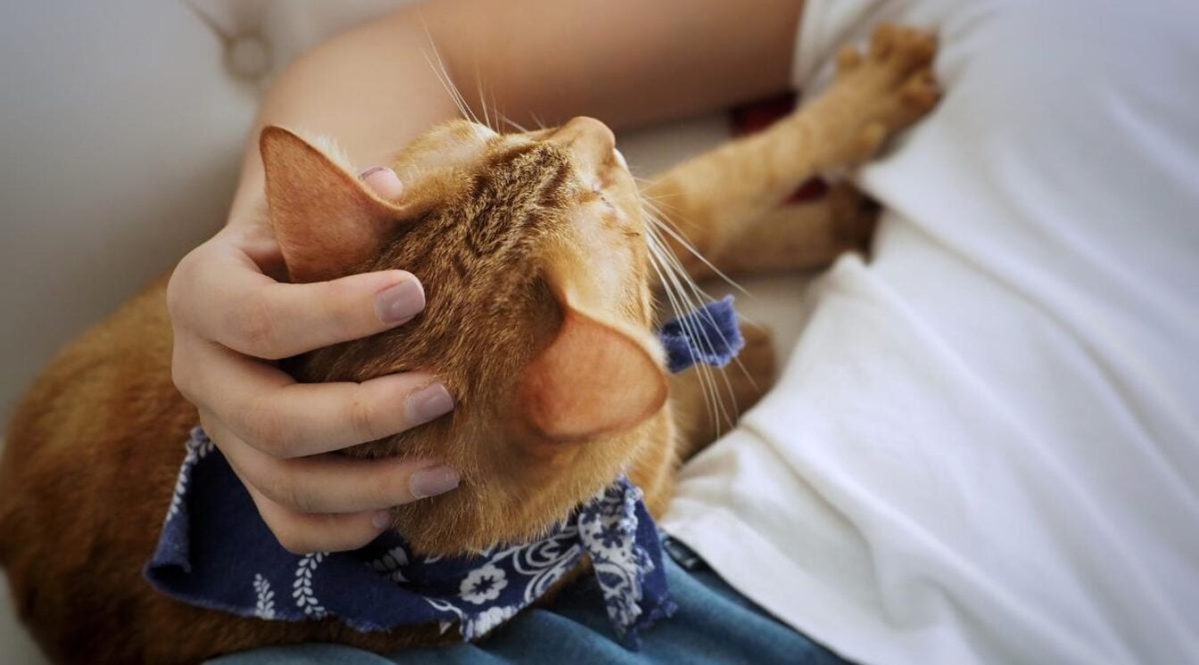 How Long Can Cats Be Left Alone (And When You Need A Sitter) - Love ...