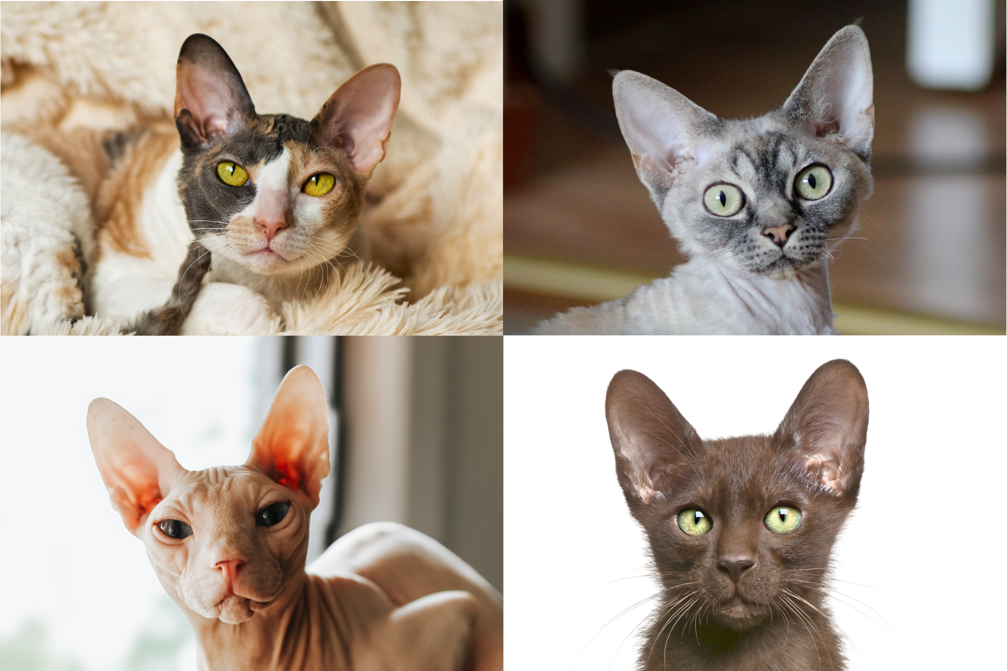 10+ Cats With Round Ears That Look Like Real-Life Plush Toys - Love ...