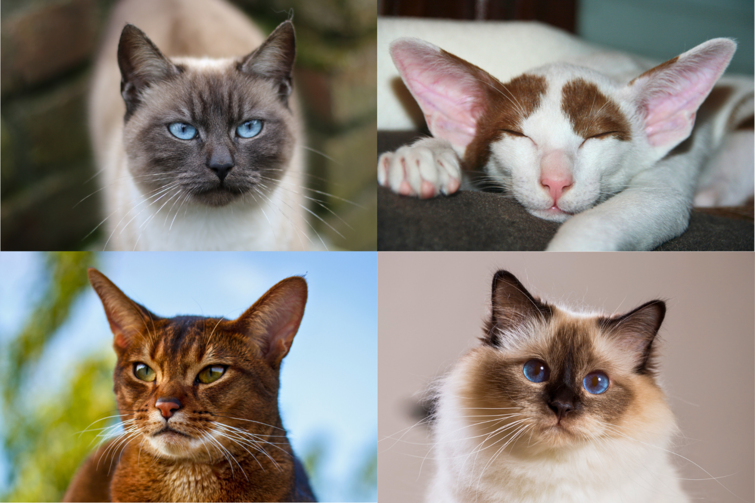 10+ Cats With Round Ears That Look Like Real-Life Plush Toys - Love ...