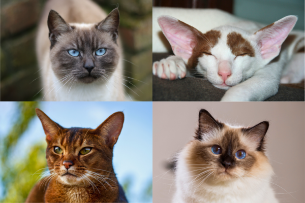 10+ Cats With Round Ears That Look Like Real-Life Plush Toys - Love ...