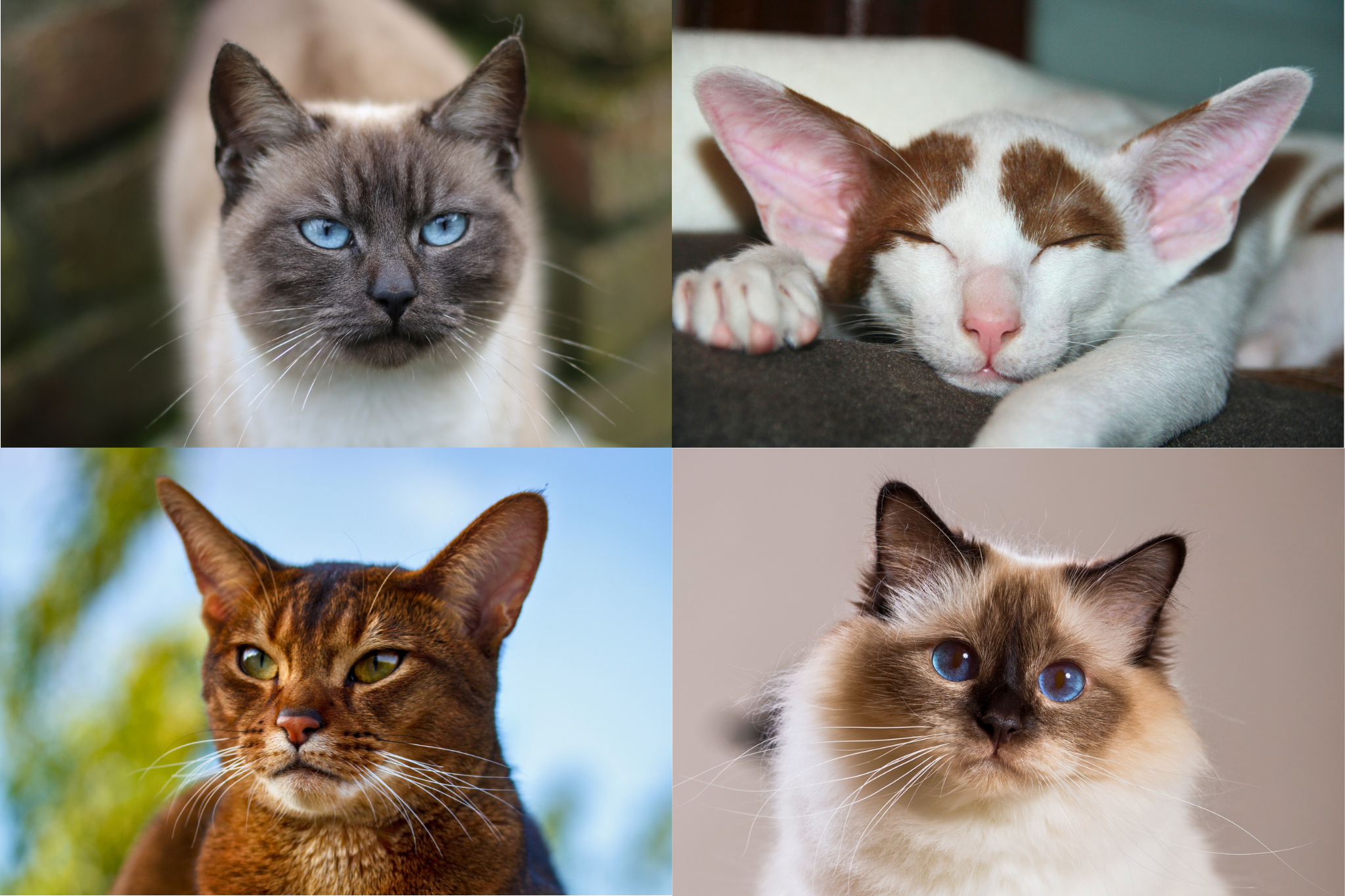10+ Cats With Round Ears That Look Like Real-Life Plush Toys - Love ...