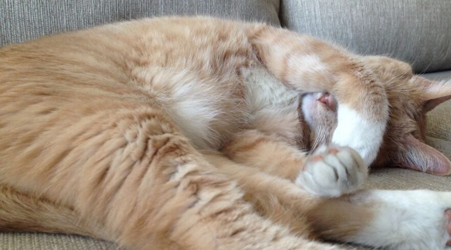 Cats Cover Their Faces When They Sleep… But Are They Plotting? - Love ...