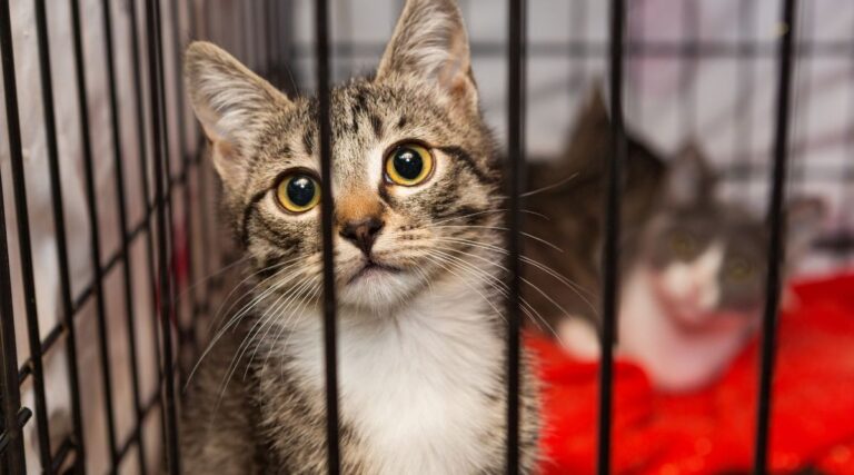 Top 10 Reasons Crating Cats At Night Could Actually Help Your Cat ...
