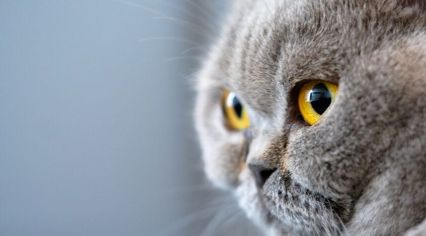 10 Flat-Faced Cat Breeds That Will Instantly Steal Your Heart - Love ...