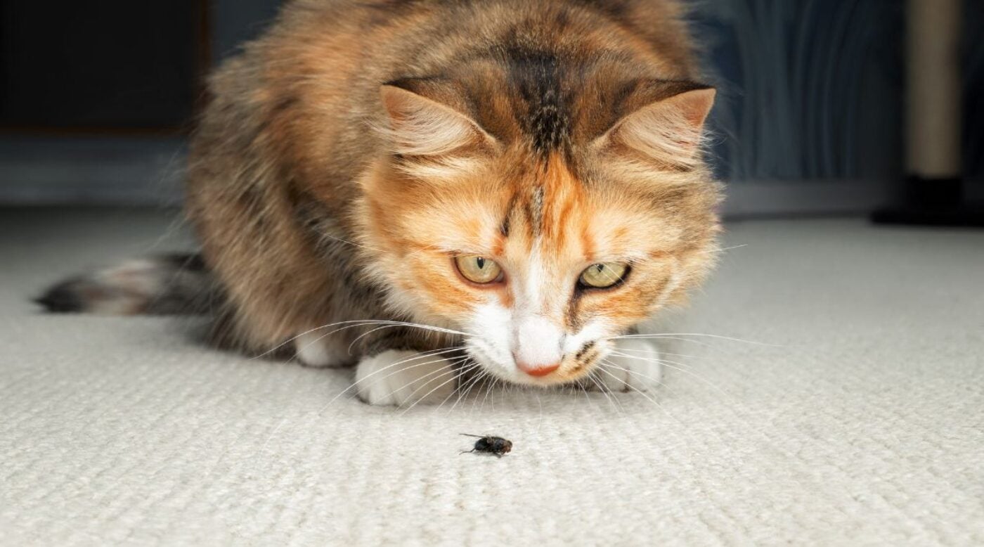 Cat Throwing Up Worms? Here’s What It Really Means And What To Do
