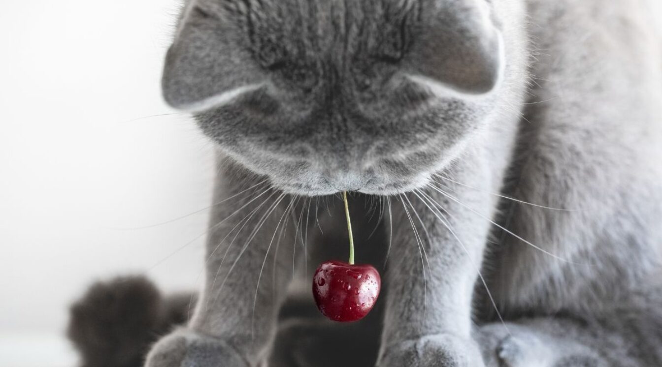 Can Cats Eat Cherries? Are They Toxic? - Love Your Cat