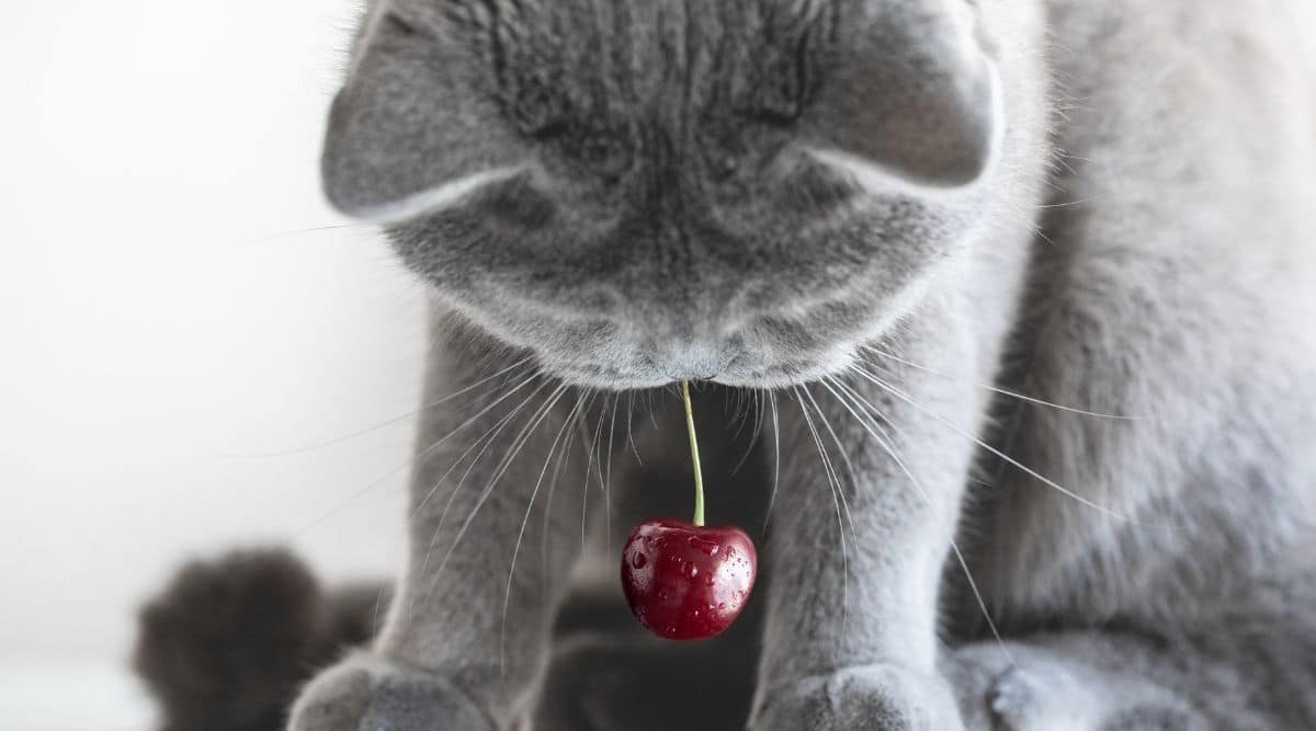 Can Cats Eat Cherries? Are They Toxic? - Love Your Cat
