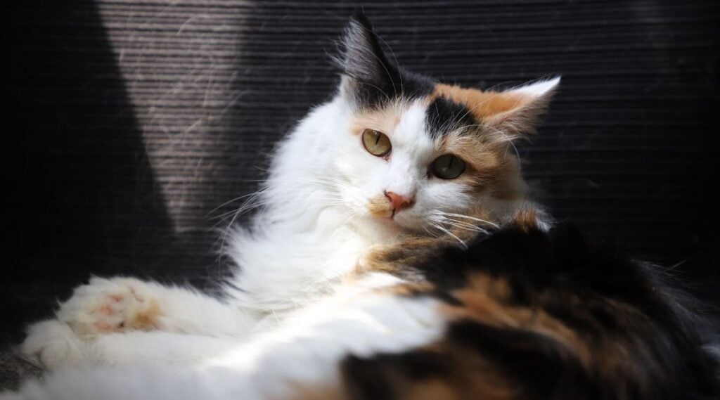 Calico Lifespan: How Long Do Calico Cats Live? - Love Your Cat