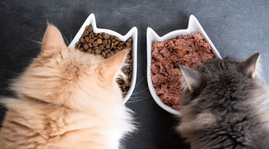 9Lives Cat Food Review: Ingredients, Recipes, Cost & Personal Experience