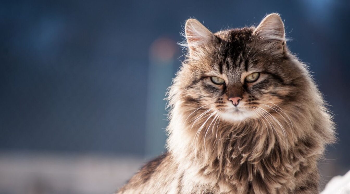 German Cat Breeds - Love Your Cat