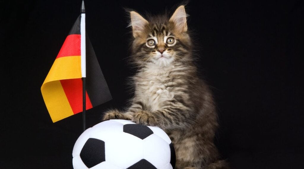 German Cat Breeds - Love Your Cat