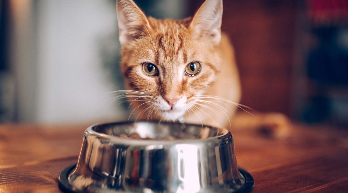 When To Stop Feeding Kitten Food (And How To Switch Without Stomach ...