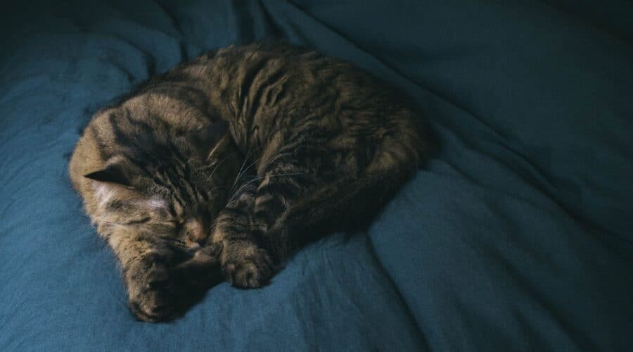 Cats Cover Their Faces When They Sleep… But Are They Plotting? - Love ...