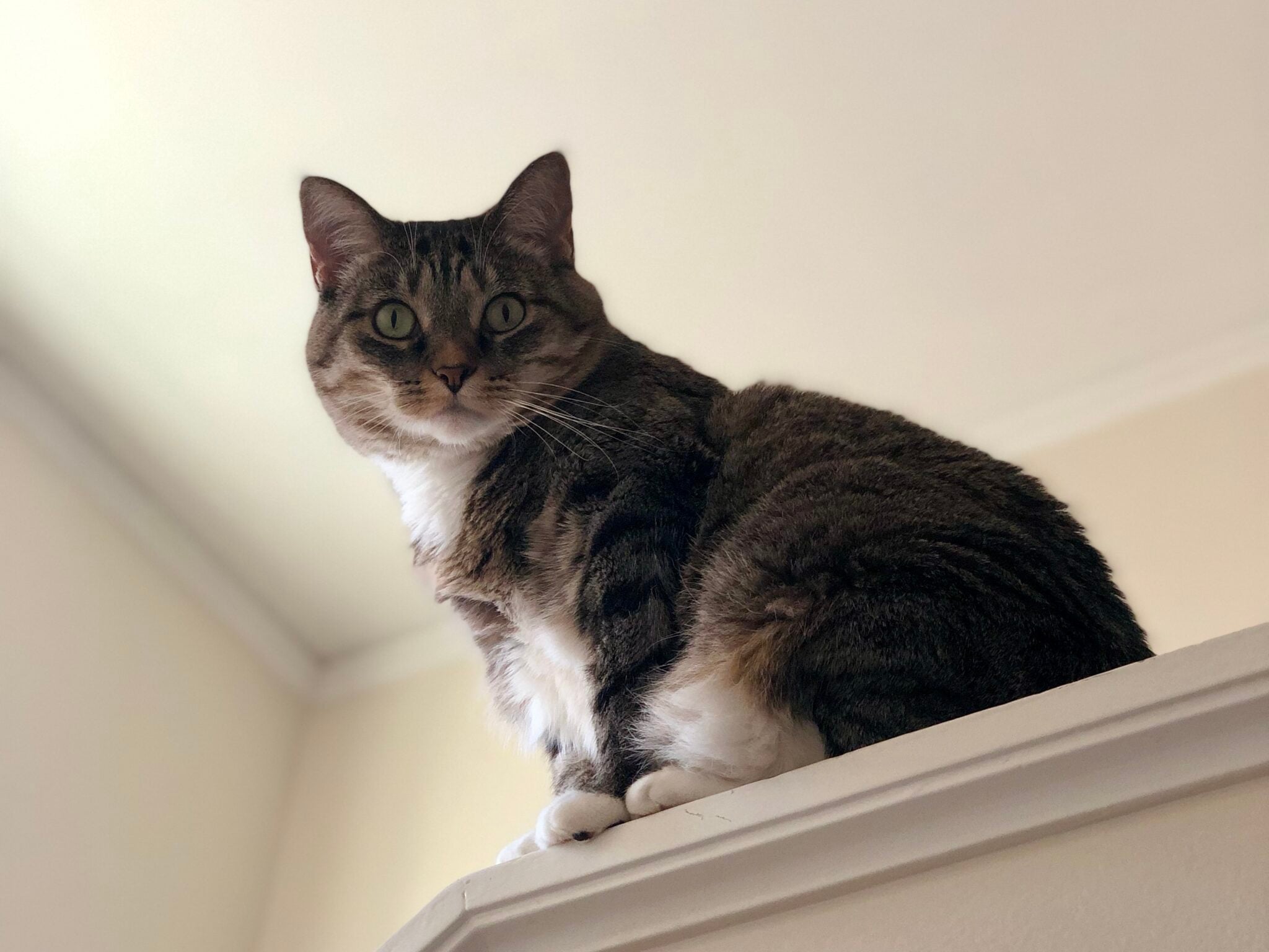 What’s Behind The Cat Stares? 6 Clues From Your Feline Overlord - Love ...