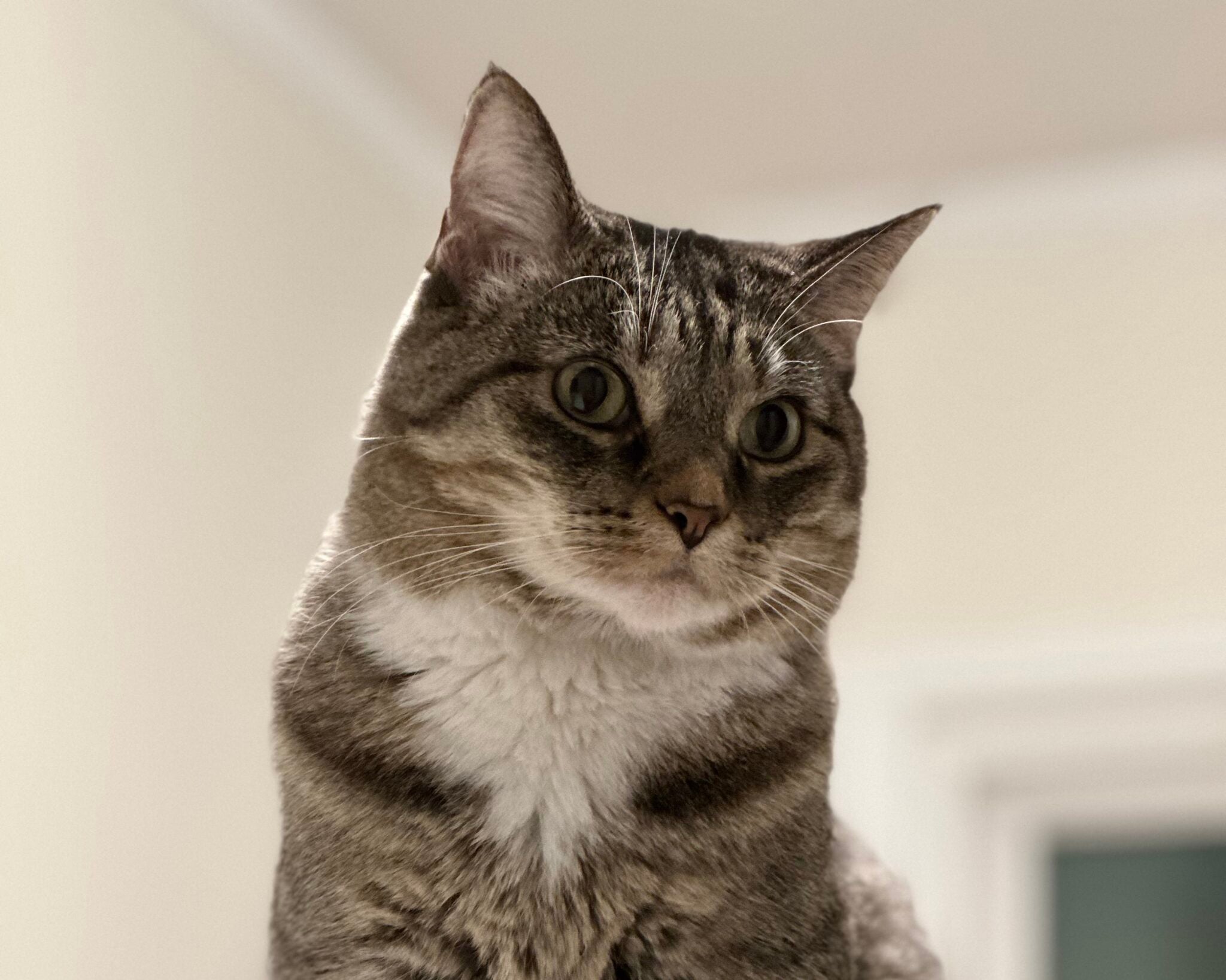 What’s Behind The Cat Stares? 6 Clues From Your Feline Overlord - Love ...