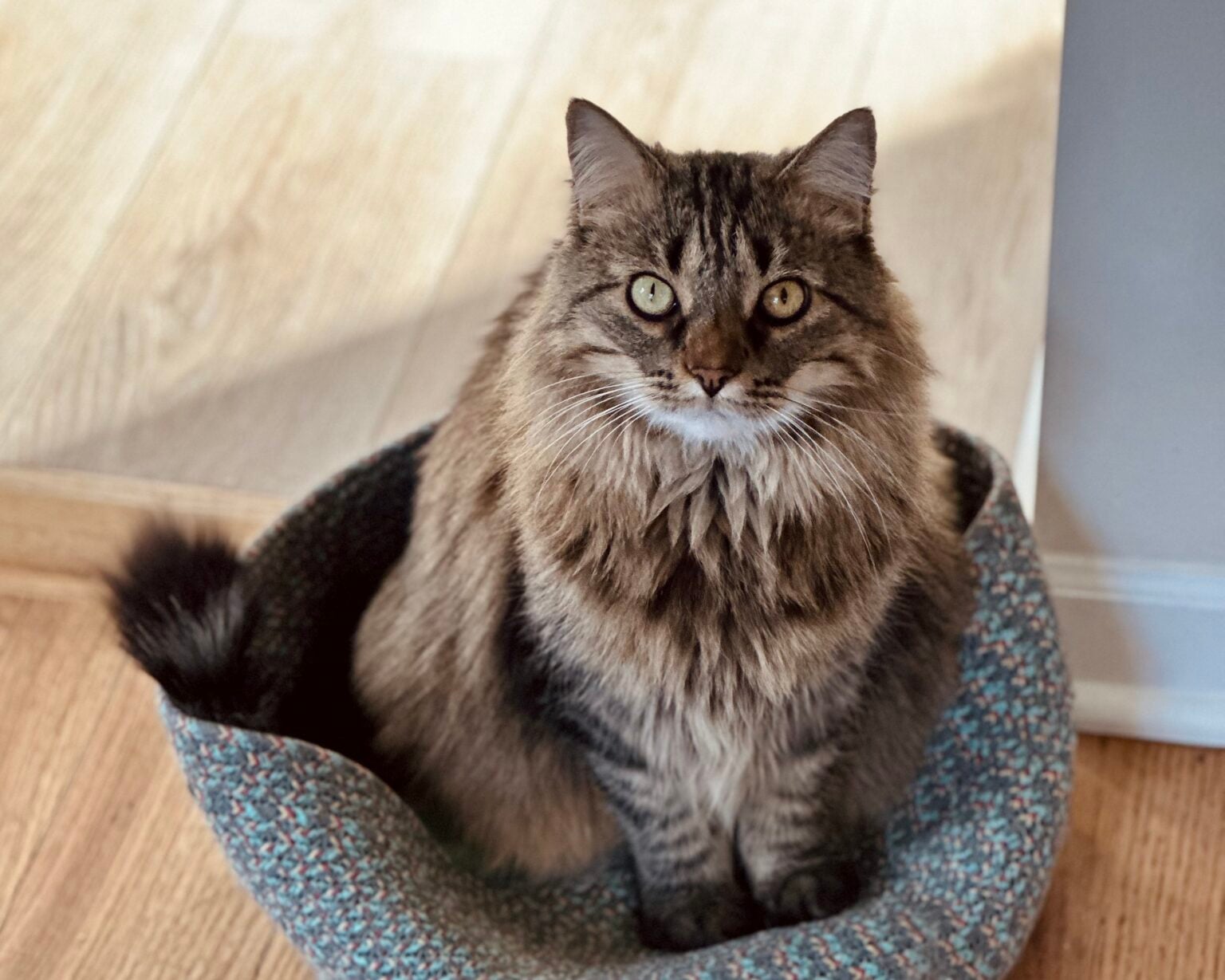 How To Discipline A Cat Without Yelling: 8 Tricks That Actually Work ...