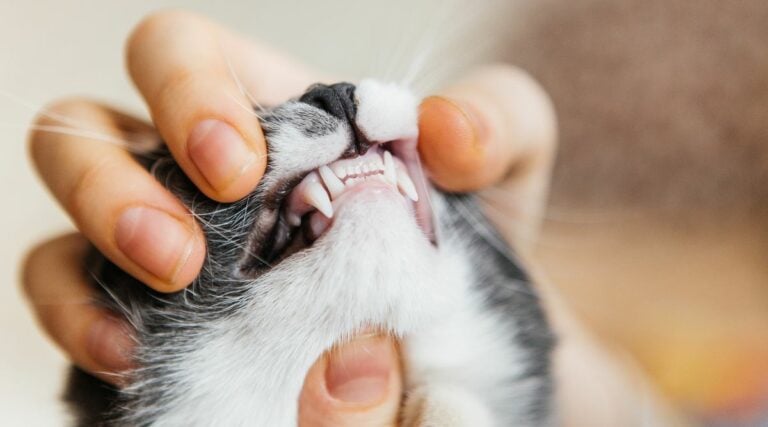 Why Is My Cat Grinding Their Teeth? Causes, Symptoms, and What to Do ...