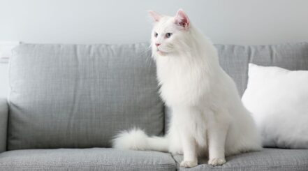 What Are The Rarest Maine Coon Colors? - Love Your Cat