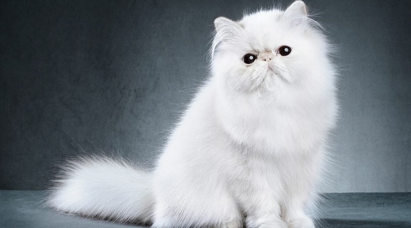 Big Eyes, Big Personality: 21 Cat Breeds With A Gaze That Melts Hearts ...