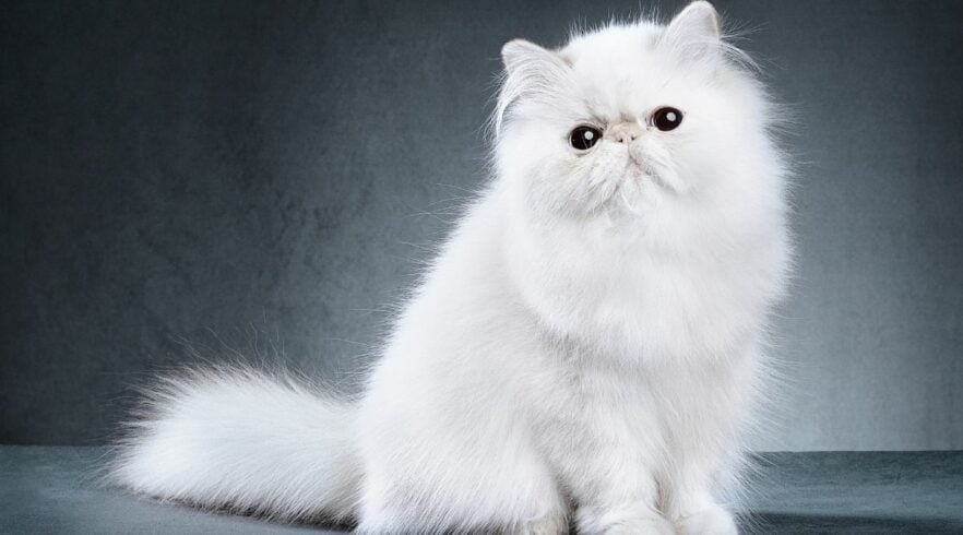 Persian Cat Breed Profile: Care, Traits, Facts & More - Love Your Cat