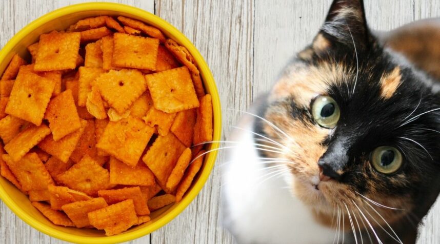 Can Cats Eat Mac And Cheese? - Love Your Cat