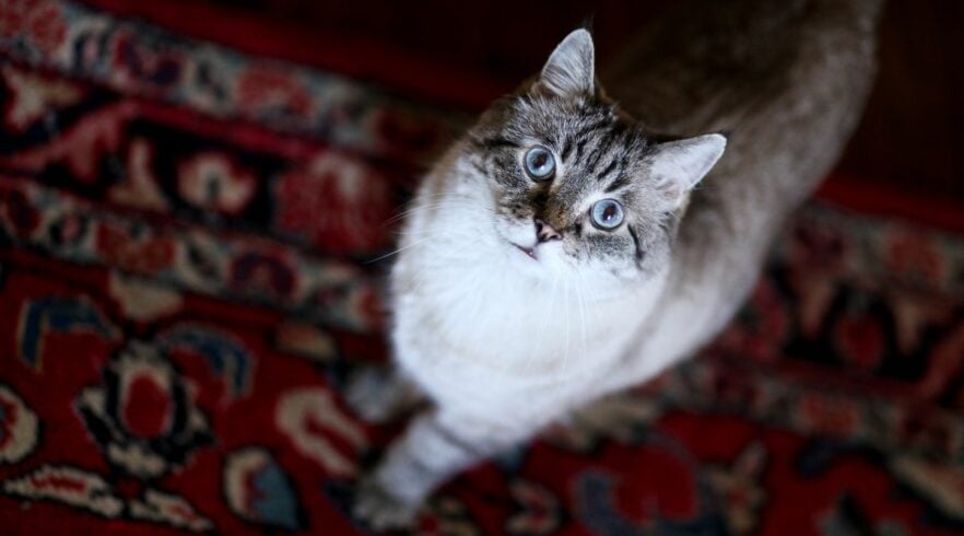 Siamese Tabby Mix: Traits, Facts, Habits & More - Love Your Cat