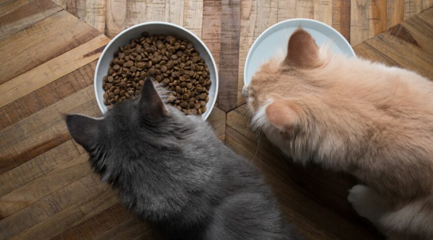 Best Cat Food For Indoor Cats: 7 Top Picks & Nutrition Guide - Love ...