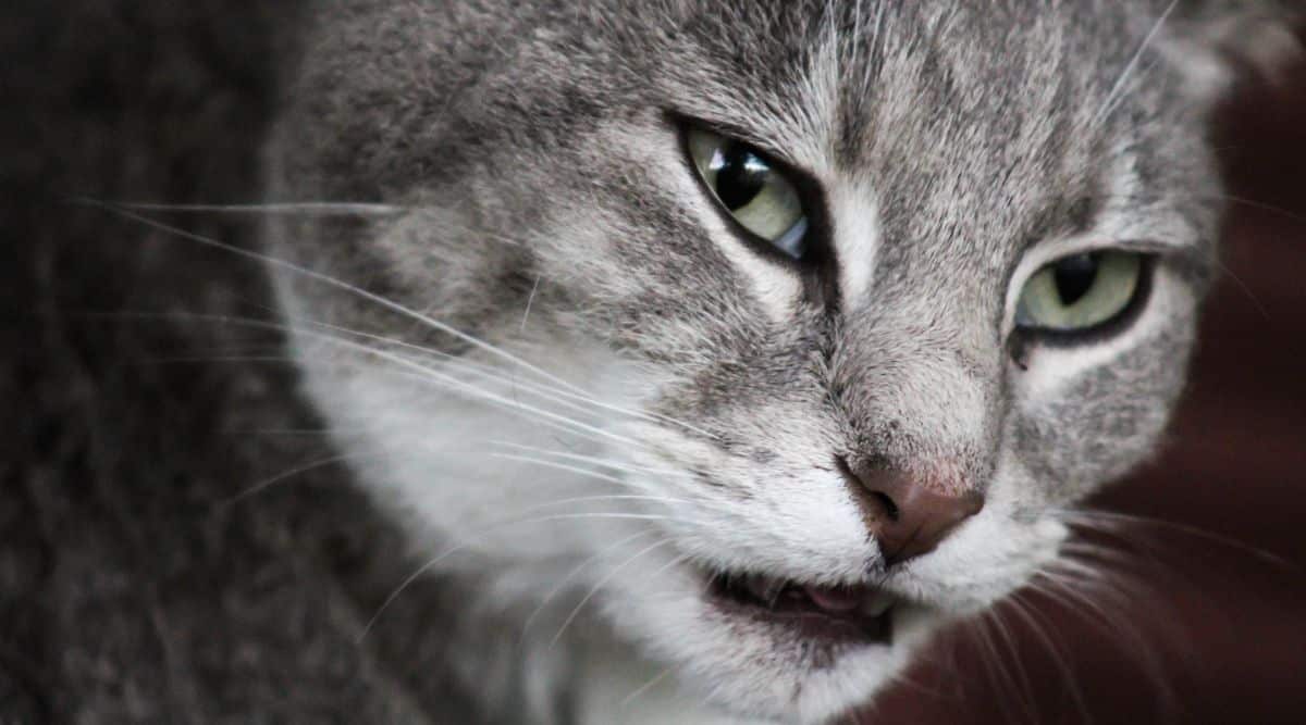 Cat Breathing With Mouth Open? It’s Not Normal - Here’s What You Need ...