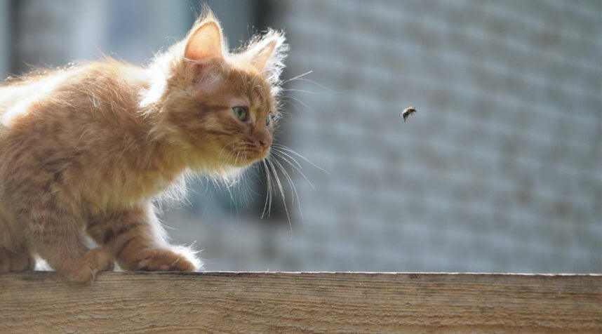 My Cat Ate A Fly And I Panicked: What Actually Happens Might Surprise ...