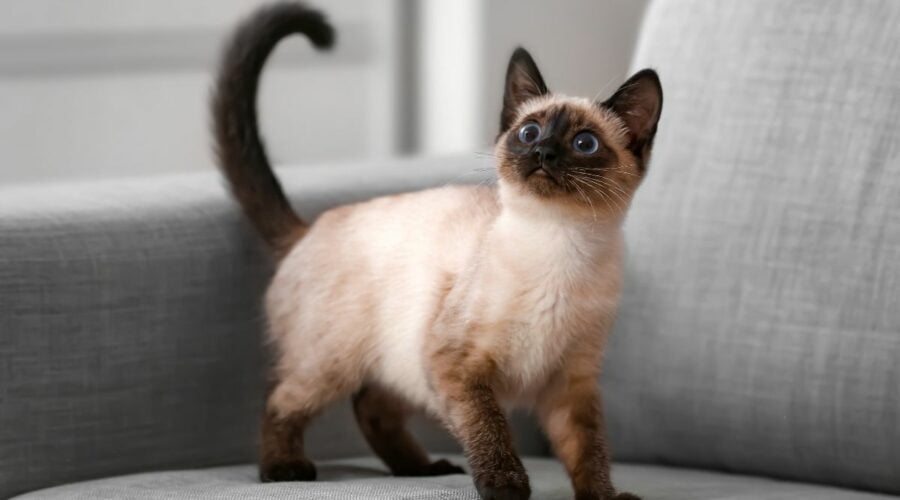 Applehead Siamese Cat Breed Overview: Traits, Care, & More