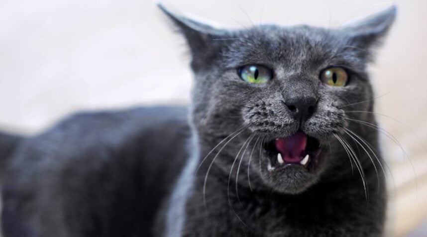 Cat Suddenly Hissing At You? Here Are 5 Common Reasons - Love Your Cat
