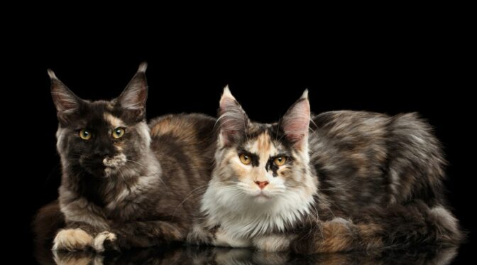 What Are The Rarest Maine Coon Colors? - Love Your Cat