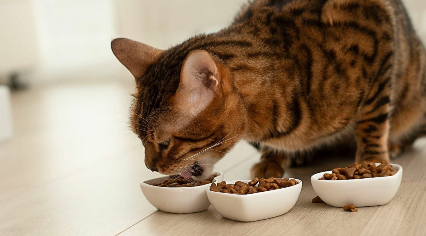 When To Stop Feeding Kitten Food (And How To Switch Without Stomach ...