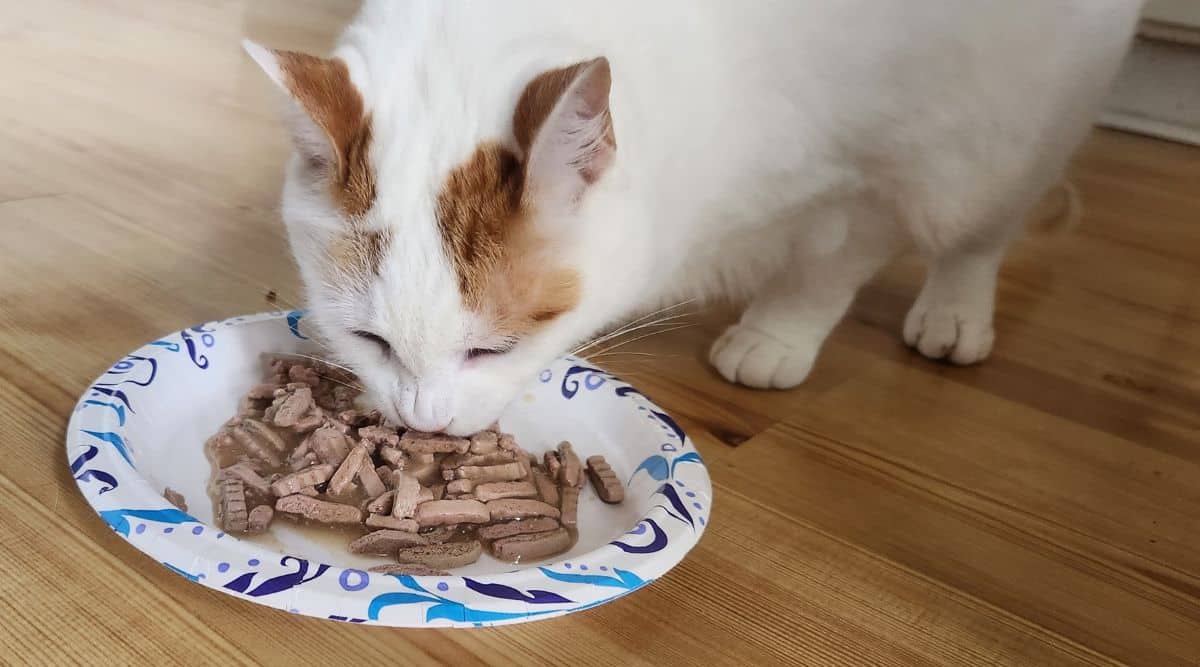 9Lives Cat Food Review: Ingredients, Recipes, Cost & Personal Experience