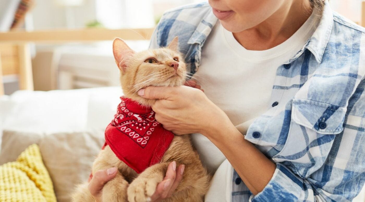 Wondering “Why Is My Cat So Clingy?” This Explains Everything - Love ...