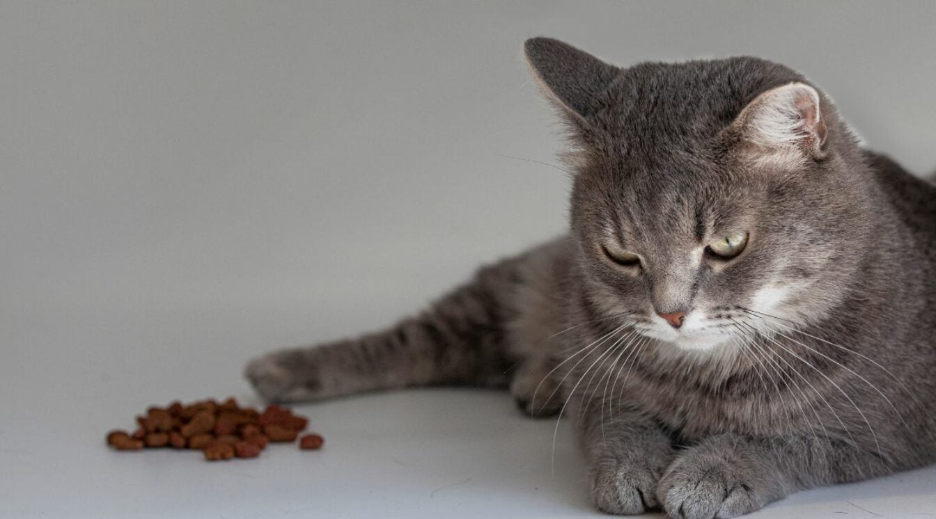 Do Cats Get Lonely? What Your Cat Wishes You Knew About Being Alone ...