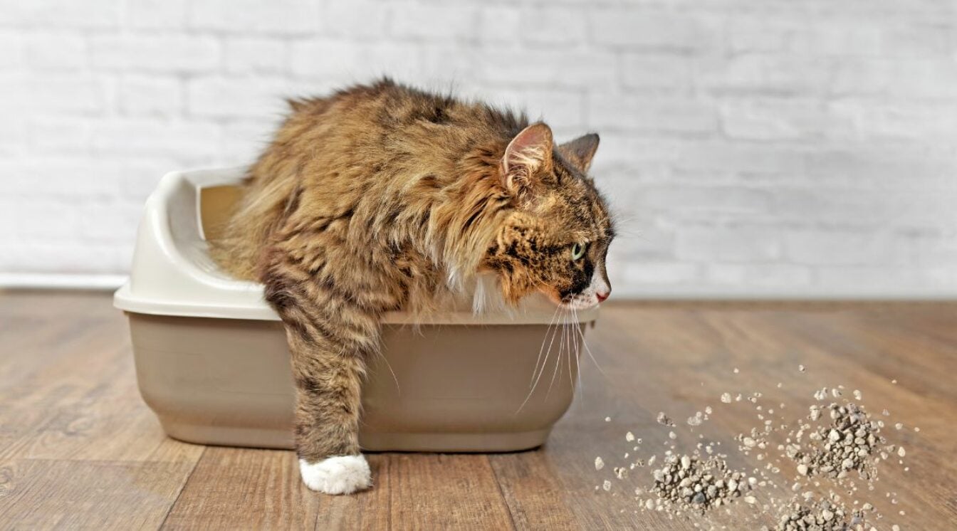 Top 10 Reasons Crating Cats At Night Could Actually Help Your Cat ...
