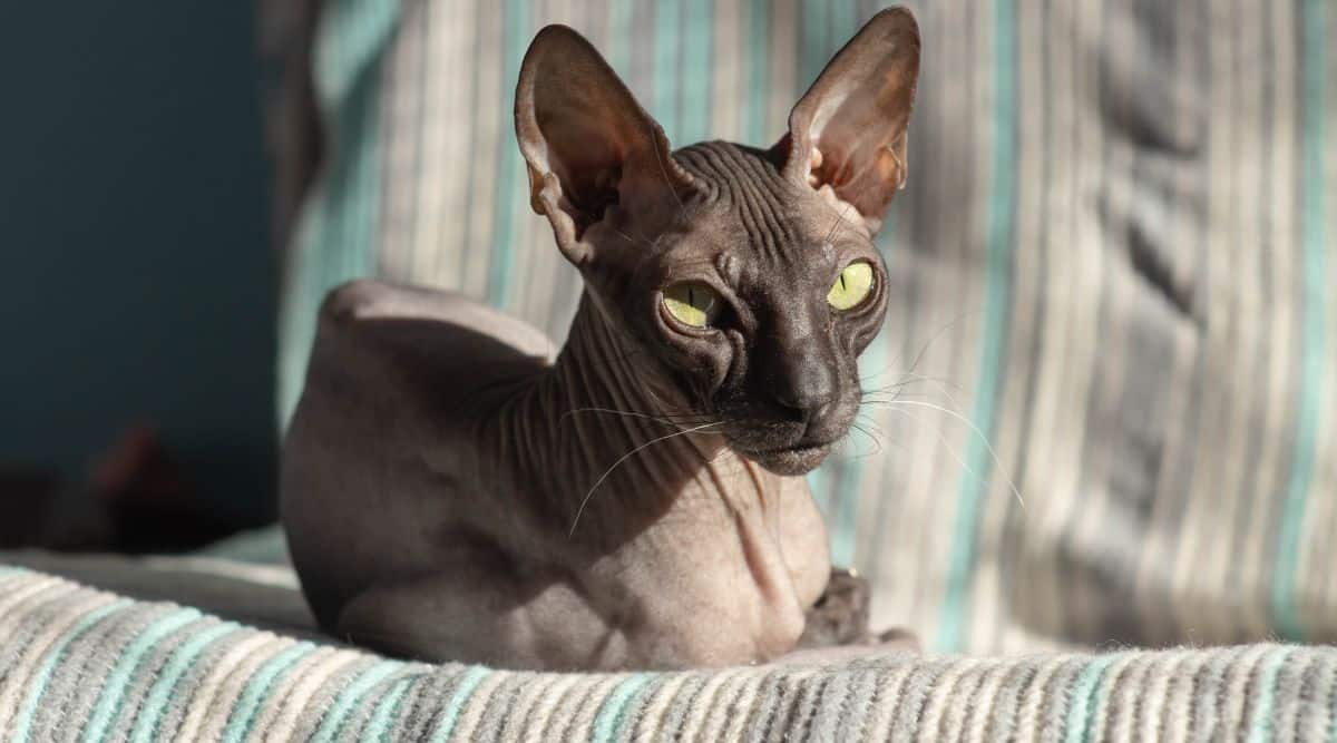 11 Russian Cat Breeds - Love Your Cat