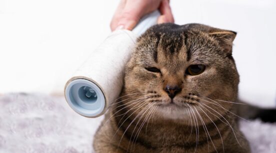 15 Cats That Don't Shed (Or Are At Least Low Shedding) - Love Your Cat