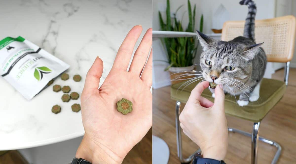Best Dental Treats For Cats: For Dental Hygiene, Fresh Breath, & Tarter ...