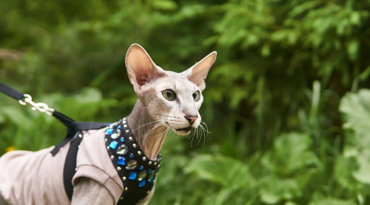 Meet The 11 Russian Cat Breeds (From Wildest To Most Familiar) - Love ...
